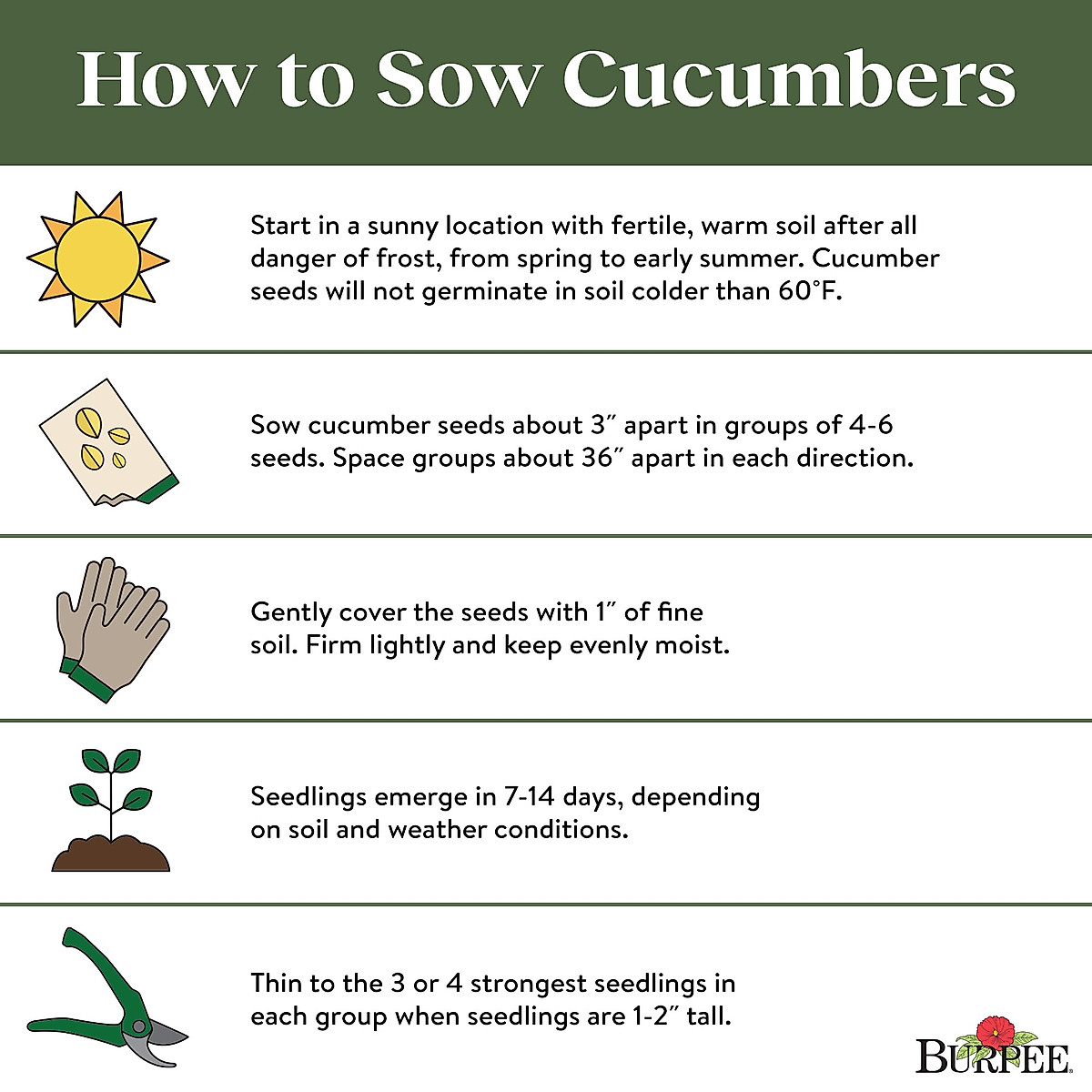 Burpee 'Lemon' Cucumber Seeds, 100 Non-GMO seeds, Heirloom