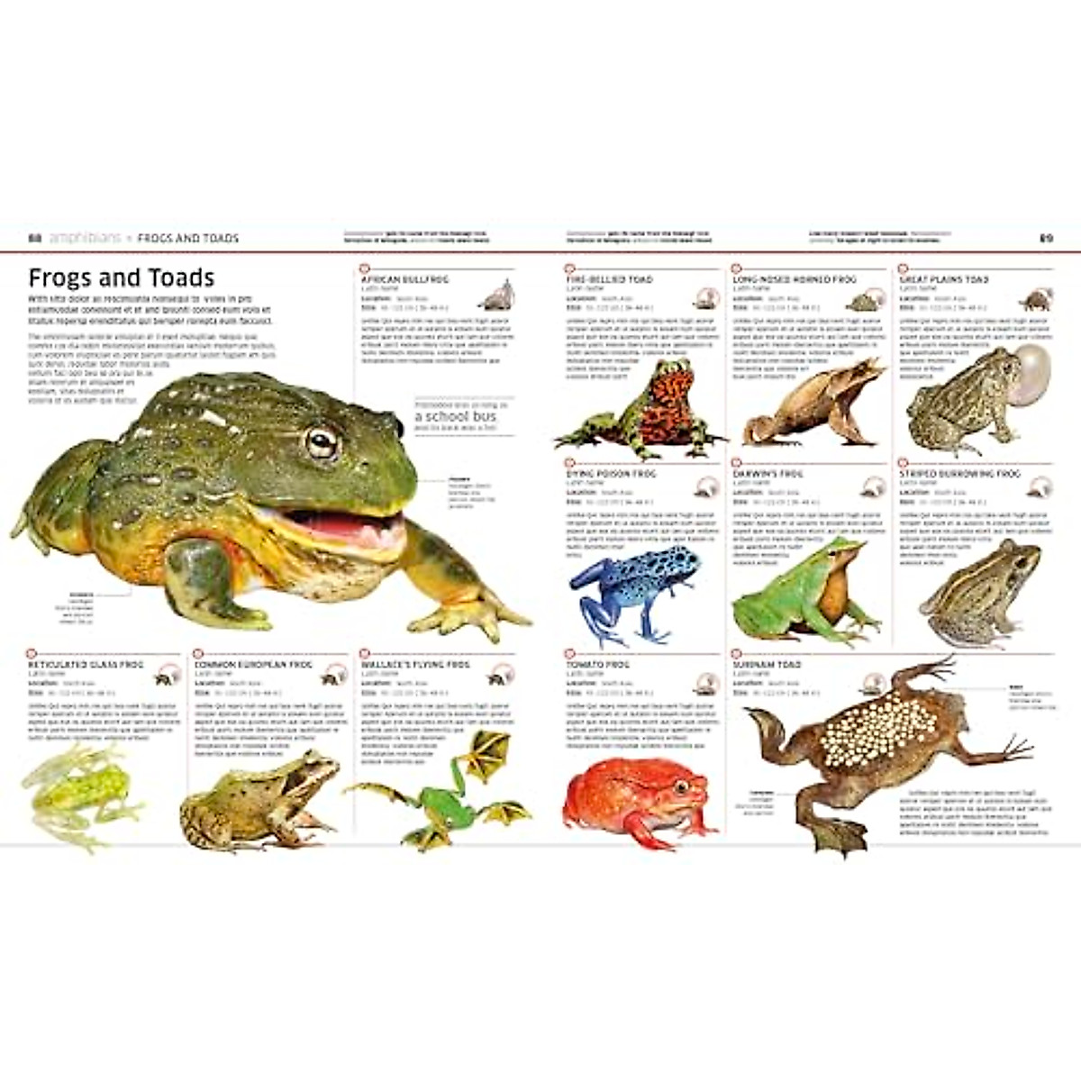 Animal! (DK Knowledge Encyclopedias)