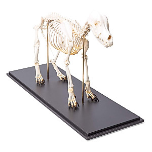 Anatomy and Injuries of the Hip Anatomical Chart