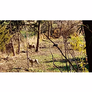 Field Logic Replacement Insert for Shooter Buck 3D Archery Targets