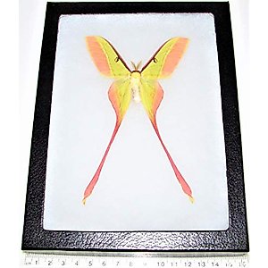 BicBugs Actias dubernardi Pink Yellow Saturn Moth Male China Rare Framed