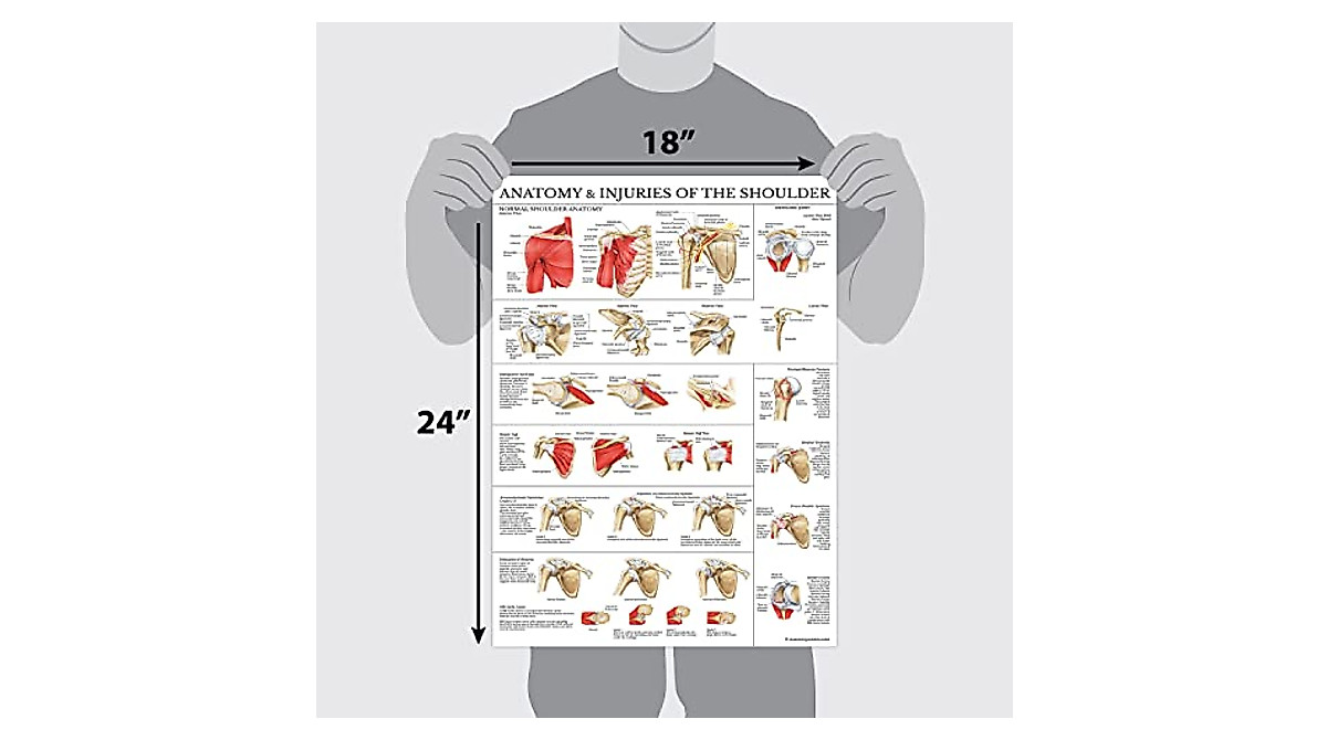 Anatomy of the Shoulder Poster | Palace Learning
