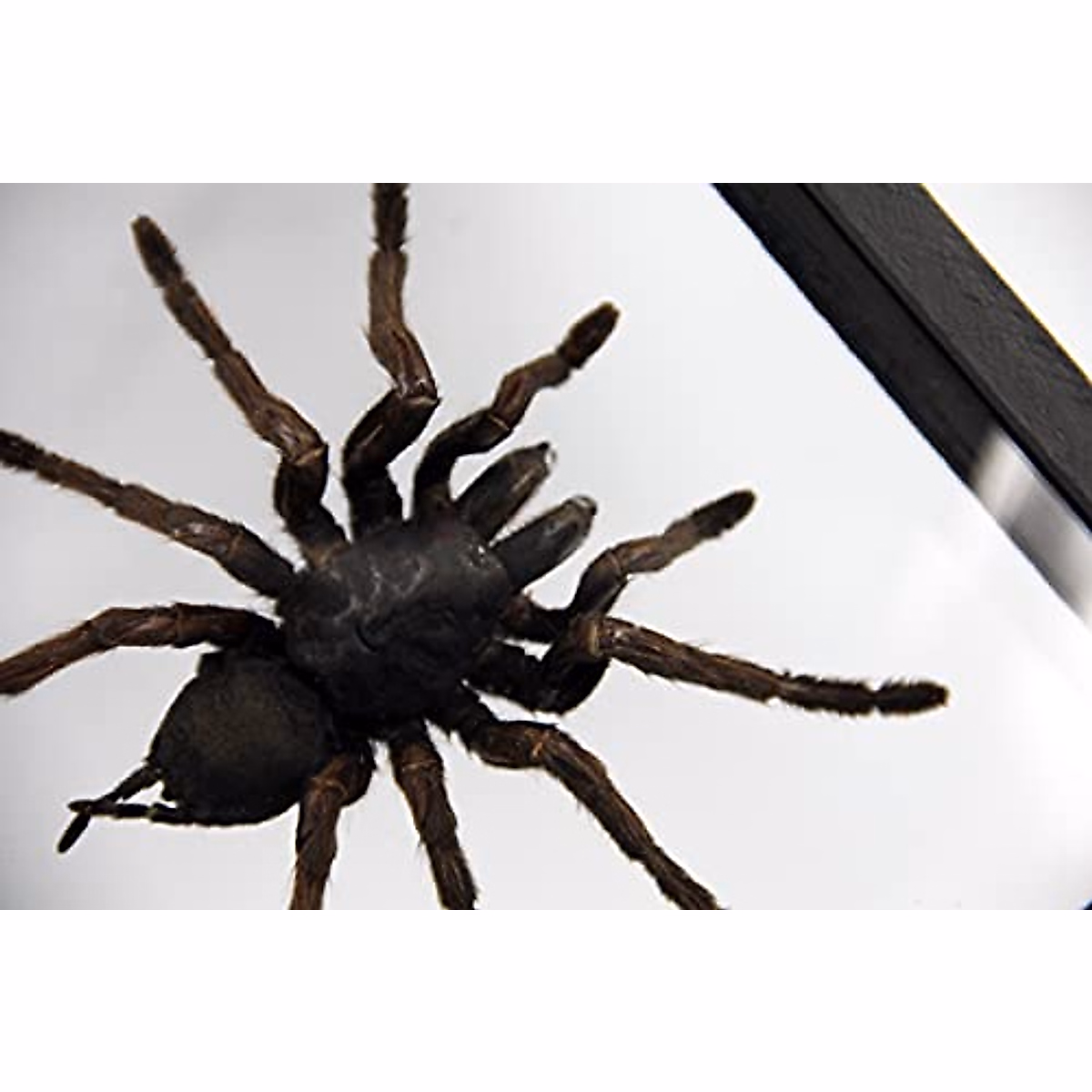 Real Giant Bird Eating Tarantula EURYPEIMA SPINCRUS Spider Taxidermy Transparent Boxed Display (Glass Background Black Frame)