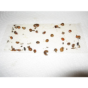 40 pk All Insect Traps/Strips/Glue Boards. Trap Flies, Bees, Wasps, Asian Beetles, etc.