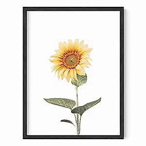 Haus and Hues Highland Cow Wall Art - Highland Cow Print and Bull Wall Art Cow Wall Decor Cow Pictures Wall Decor | Farmhouse Pictures Cow Print Animal Bull Pictures for Wall (Sunflower, 12x16 Unframed)