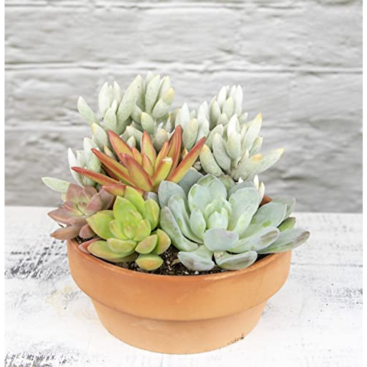 Live Succulents Assortment in Clay Pot, Garden Succulent Planter, Unique Gardening Gifts for Plant Lovers, Live Succulent Plants Live Plants, Live Succulents Plants Live Houseplants by Plants for Pets