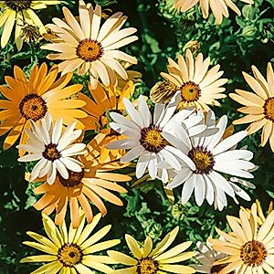 Outsidepride African Daisy Cape Marigold Butterfly Attracting Wild Flowers - 5000 Seeds