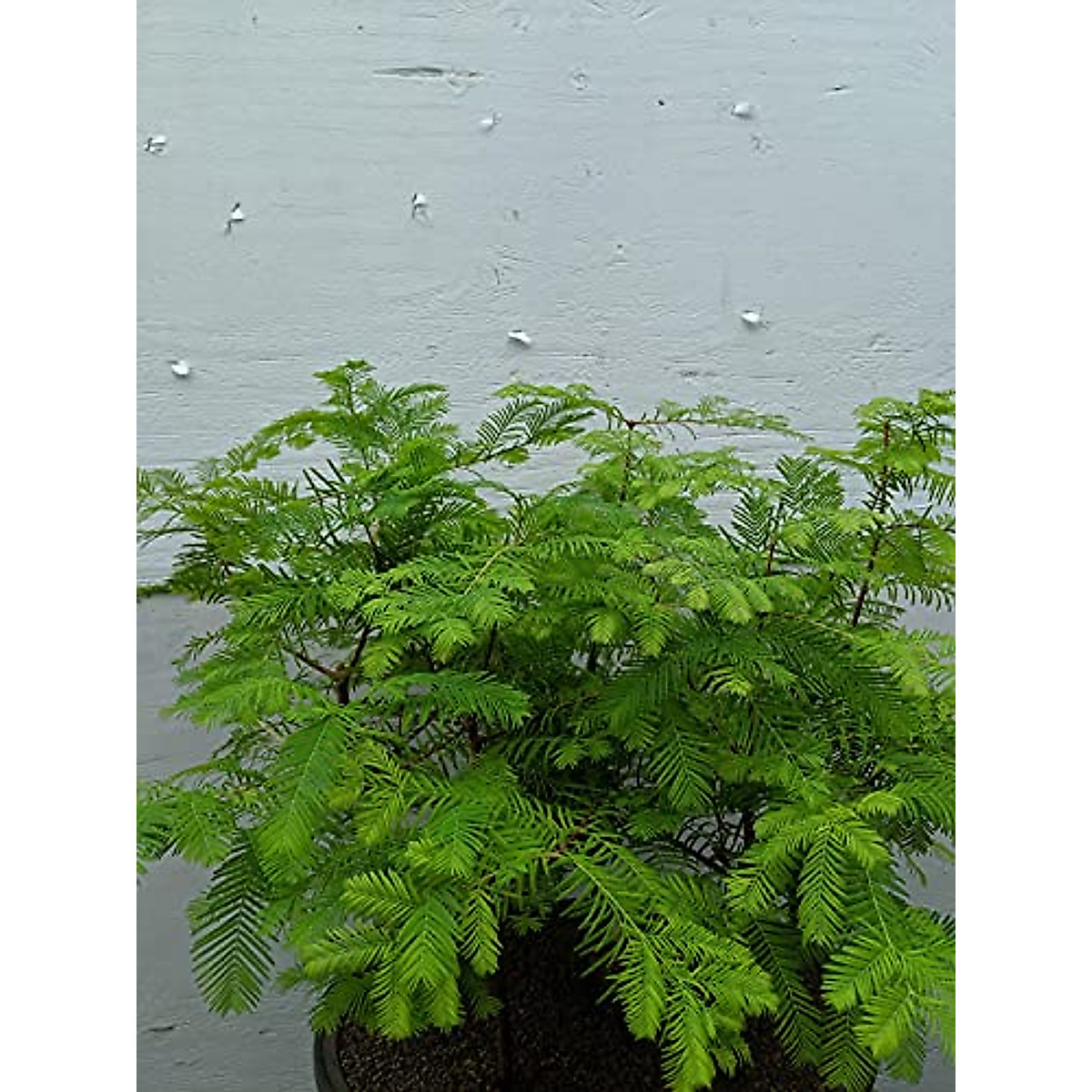 5 Tree Redwood Forest Bonsai Tree