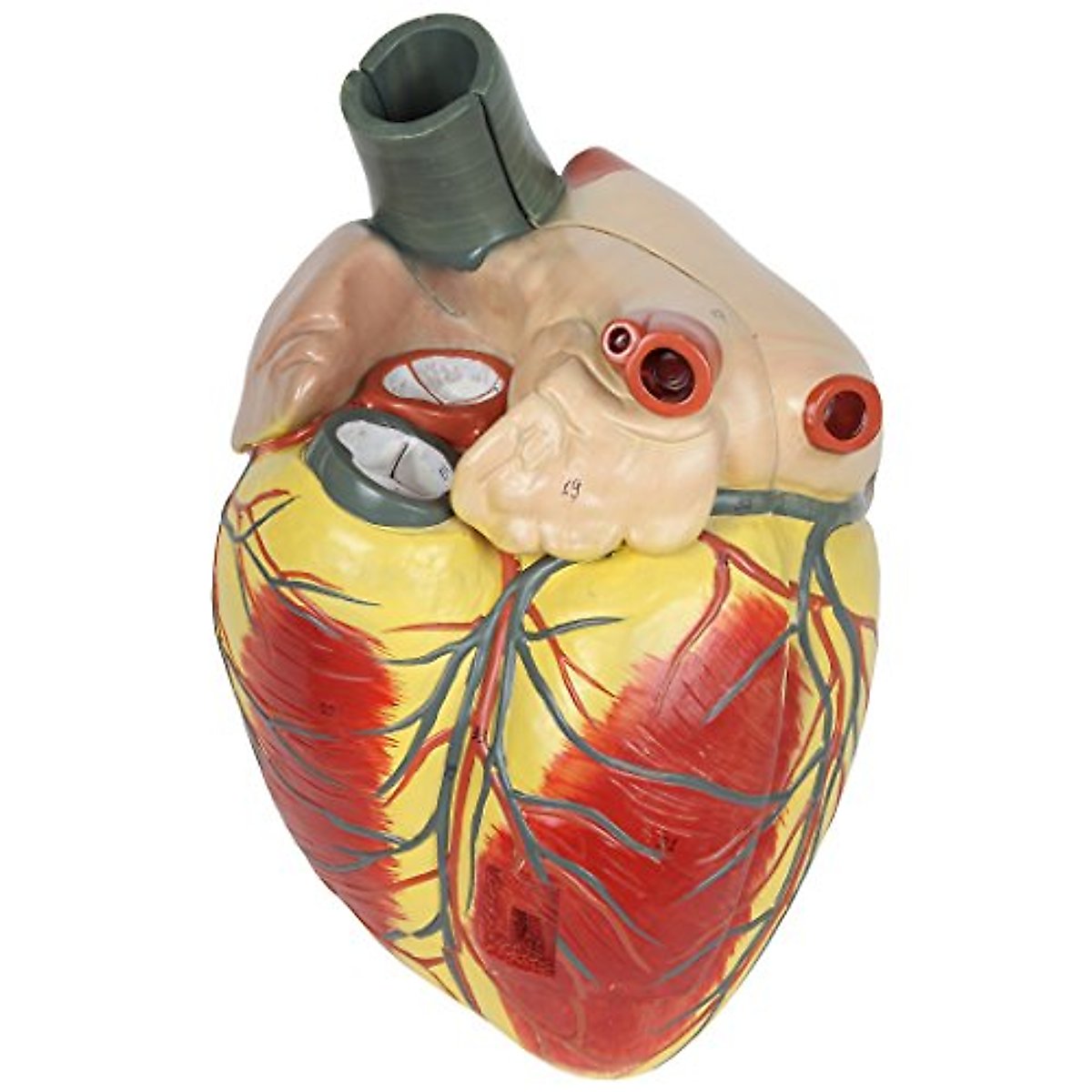 Axis Scientific Enlarged Human Heart Model, 3x Life-Size, Anatomically Accurate 3-Part Numbered Anatomical Heart Illustrates 34 Internal Structures, Magnetically Connected, Includes Product Manual