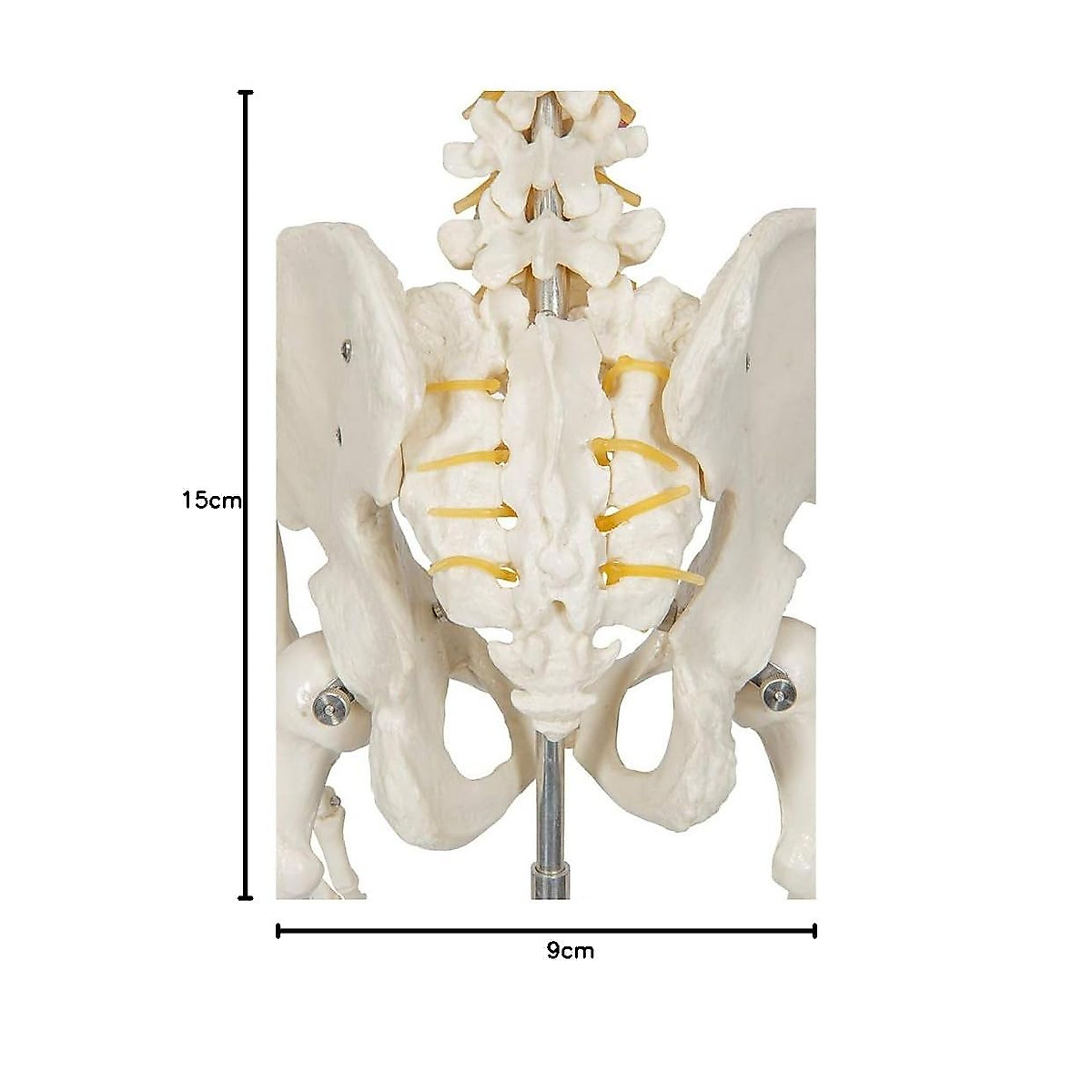 Buddy the Budget Skeleton-1021930 - Human Skeleton Anatomical Model - Life Size – Includes two wall charts
