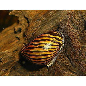 BUY2GET1FREE! Aquatic Discounts – 1 Zebra Nerite Snail – Great Addition to Any Freshwater Tank! Active Algae Eater! Consumer of Bottom Debris and uneaten Fish Food! Perfect Tank Mate for Bettas Guppy