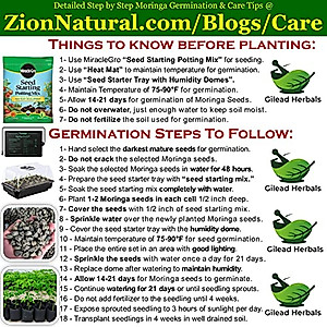 Gilead Herbals Moringa Seeds - 1000+ Seeds Approx.- Wingless Seeds - PKM1 Variety - 8 Oz - Snacking - Planting - Moringa Oleifera Seeds - Malunggay - Semillas De Moringa - Drumstick - Non-GMO