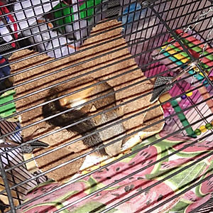 POPETPOP Ferret Toys Toys for Hamsters Hamster Hammock Pet Hammock for Cage Rat Hammocks for Cage Rat Toys and Accessories for Cage Bunk Bed Small Animals Bed Linings Squirrel Hammock