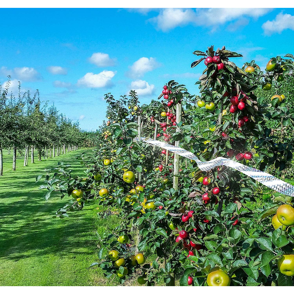 XoreArt Reflective Scare Tape, Double Sided Tape to Keep Away Birds, Pigeons, Crows, Woodpecker, and More (1” by 298 ft)