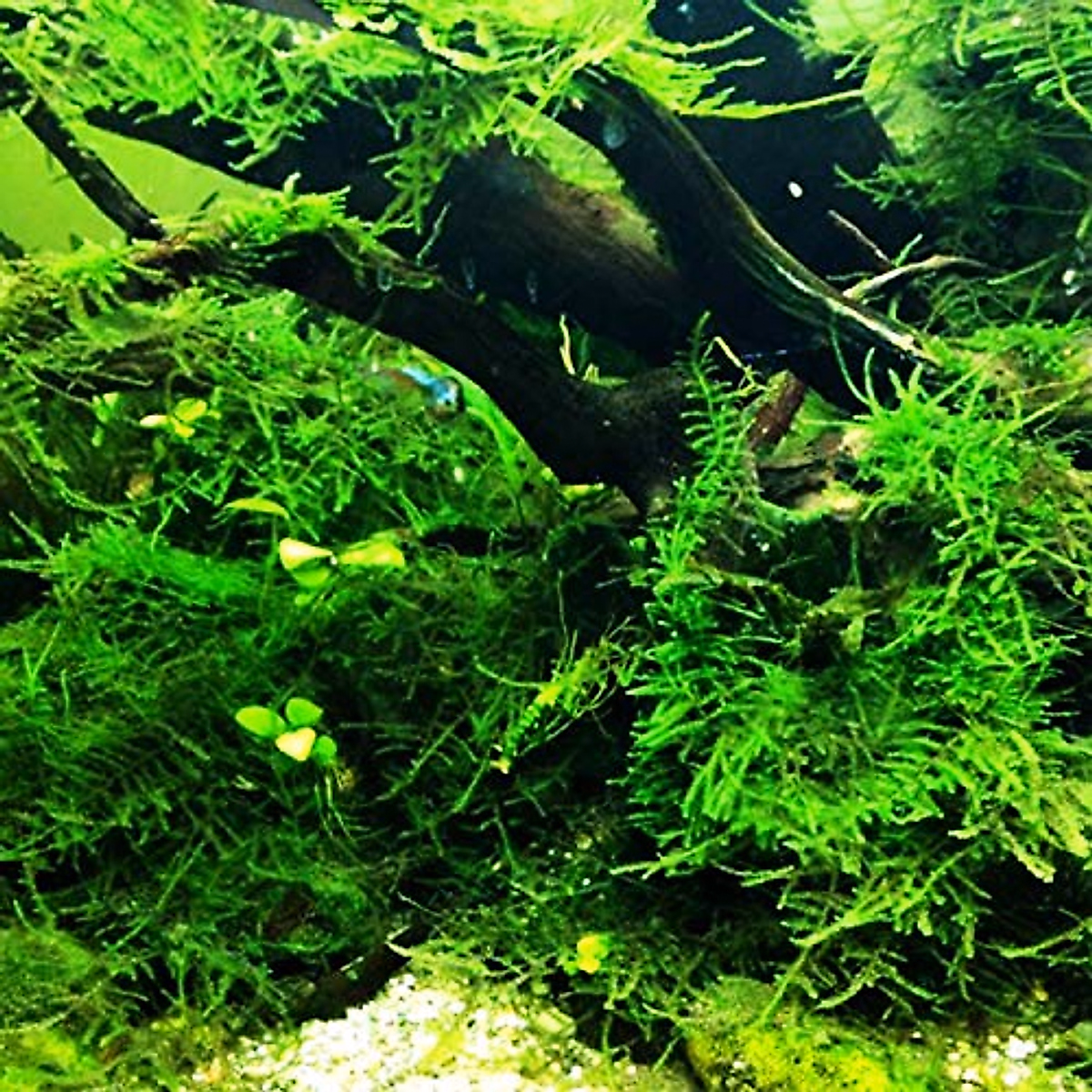 Planterest - Java Moss | Vesicularia Dubyana Freshwater Live Aquarium Plant BUY2GET1FREE