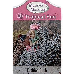 Cushion Bush - Leucophyta brownii- 2.5" Pot - Terrarium/Fairy Garden/House Plant