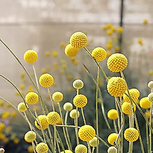 Craspedia Globosa Seeds Billy Buttons Evergreen Perennial Drought Tolerant Attracts Bees & Butterflies Cut Flowers Bed Border Garden Outdoor 200Pcs Flower Seeds by YEGAOL Garden
