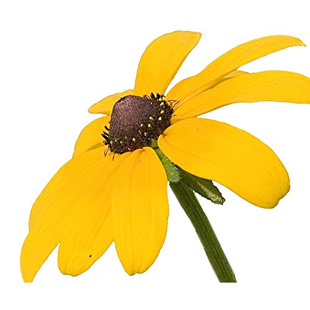 Brown-Eyed Susan Flower Seeds for Planting, 3000+ Seeds Per Packet, (Isla's Garden Seeds), Non GMO & Heirloom Seeds, Scientific Name: Rudbeckia triloba, Great Home Flower Garden Gift