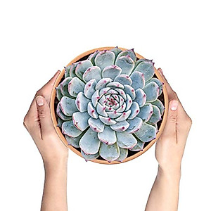 Clay Pots for Plants with Drainage Hole, 4 Pack Large Terra Cotta Plant Pot, 7.67 Inch Terra Cotta Pot Ceramic Pottery Planter Cactus Flower Pots Succulent Pot