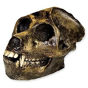 Aegyptopithecus Skull (Teaching Quality Recreation)