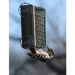 Kettle Moraine Window Mount Single Suet Cake Woodpecker Bird Feeder