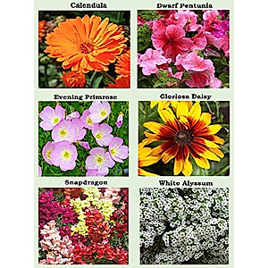25 Heirloom Flower Seed Packets for Planting: 20+ Varieties Flower Seeds - Forget Me Not, Sunflower, Marigold, Zinnia Lilliput, Snapdragon, Hummingbird & Butterfly Wildflower Seeds and More
