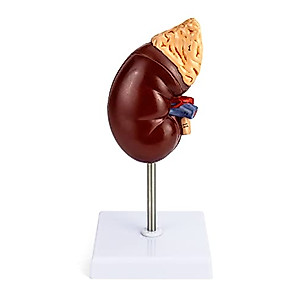 QWORK Life-Size Kidney Model, Divided into 2 Parts Showing Internal Structure A Normal Kidney Human Anatomy Replica for Doctors Office Educational Tool