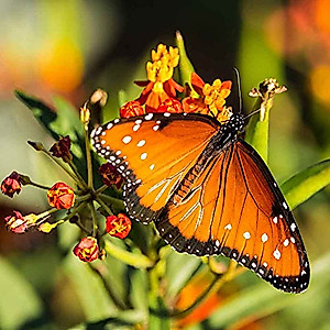 Outsidepride Asclepias Mexican Butterfly Weed AKA Tropical Milkweed Garden Flowers for Butterflies - 1000 Seeds