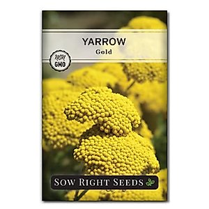 Sow Right Seeds - Achillea Yarrow Gold Flower Seeds for Planting - Beautiful Flowers to Plant in Your Home Garden - Non-GMO Heirloom Seeds - A Favorite Perennial to Attract Pollinators - Great Gift