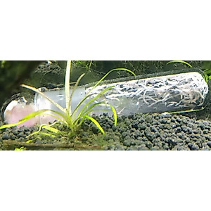 Planaria Trap Leech & Flatworm Trap/Catcher for Shrimp Tank or Aquarium by Awesome Aquatic (Combo 1 ea Glass 3 / Plastic 8 Hole)