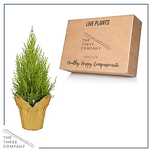 Live Lemon Cypress Tree - Tabletop Decoration - 12" Tall by 5" Wide in Deco Cover