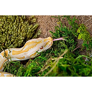 Galápagos (05213) Terrarium Green Sphagnum Moss, Natural, 4 Quart