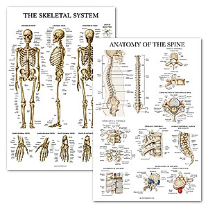 Palace Learning 2 Pack: Skeletal System Anatomy + Anatomy of the Spine Poster Set - Set of 2 Anatomical Charts - Laminated - 18" x 24"