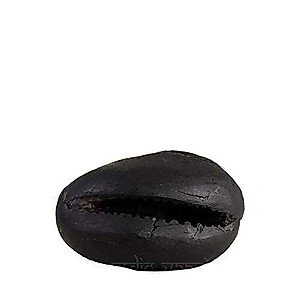 Vedic Vaani Divine Very Rare Hayagriva Vishnu Religious Natural Shaligram Shila/Stone Origin from Nepal Gandaki River, for Bring Wisdom, Prosperity and Success, India