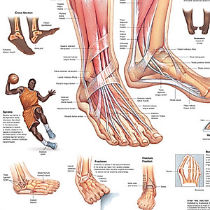 Foot and Ankle Anatomical Chart