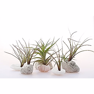 Tillandsia Air Plants Live Indoor Plants (6PK), Airplants Variety Live Plant Kit, Tropical Plants Live Houseplants, Air Plant Live Succulents Plants Live Plants Indoor House Plants by Plants for Pets