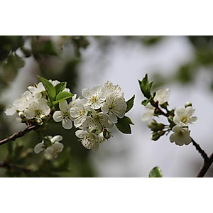 "Carmine Jewel" Dwarf Cherry Fruit Tree Seeds, 20 Seeds Per Packet, (Isla's Garden Seeds), Non GMO & Heirloom Seeds, Botanical Name: Prunus avium, Great Home Garden Gift