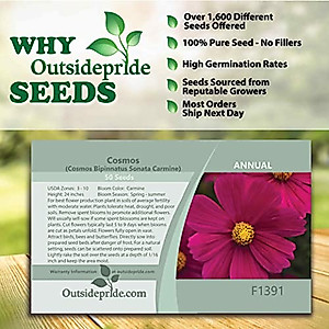 Outsidepride Cosmos Bipannutus Sonata Carmine Garden Cut Flower & Pollinator Seeds - 50 Seeds