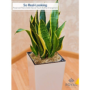 Royal Imports Preserved Natural Spanish Moss, Fresh Dried Shredded Loose Chunks, 2 LB Bulk Case