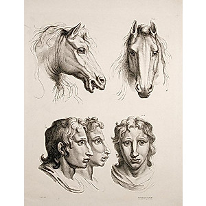[Illustration of physiognomic resemblance between a Man and a Horse]