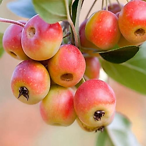 Roselow Crabapple Tree Live Plant 1-2 Feet Tall, Crab Apple Fruits Crabapple Plant Live