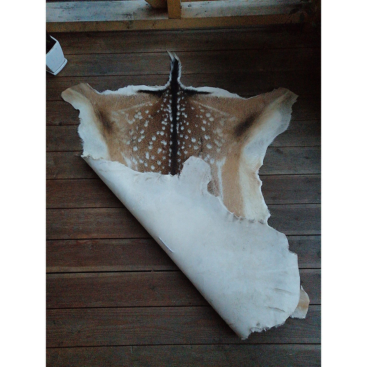 Robert Tartufferie Fallow Deer Skin Fur Hide pelt Rug Taxidermy Hunting Trophy