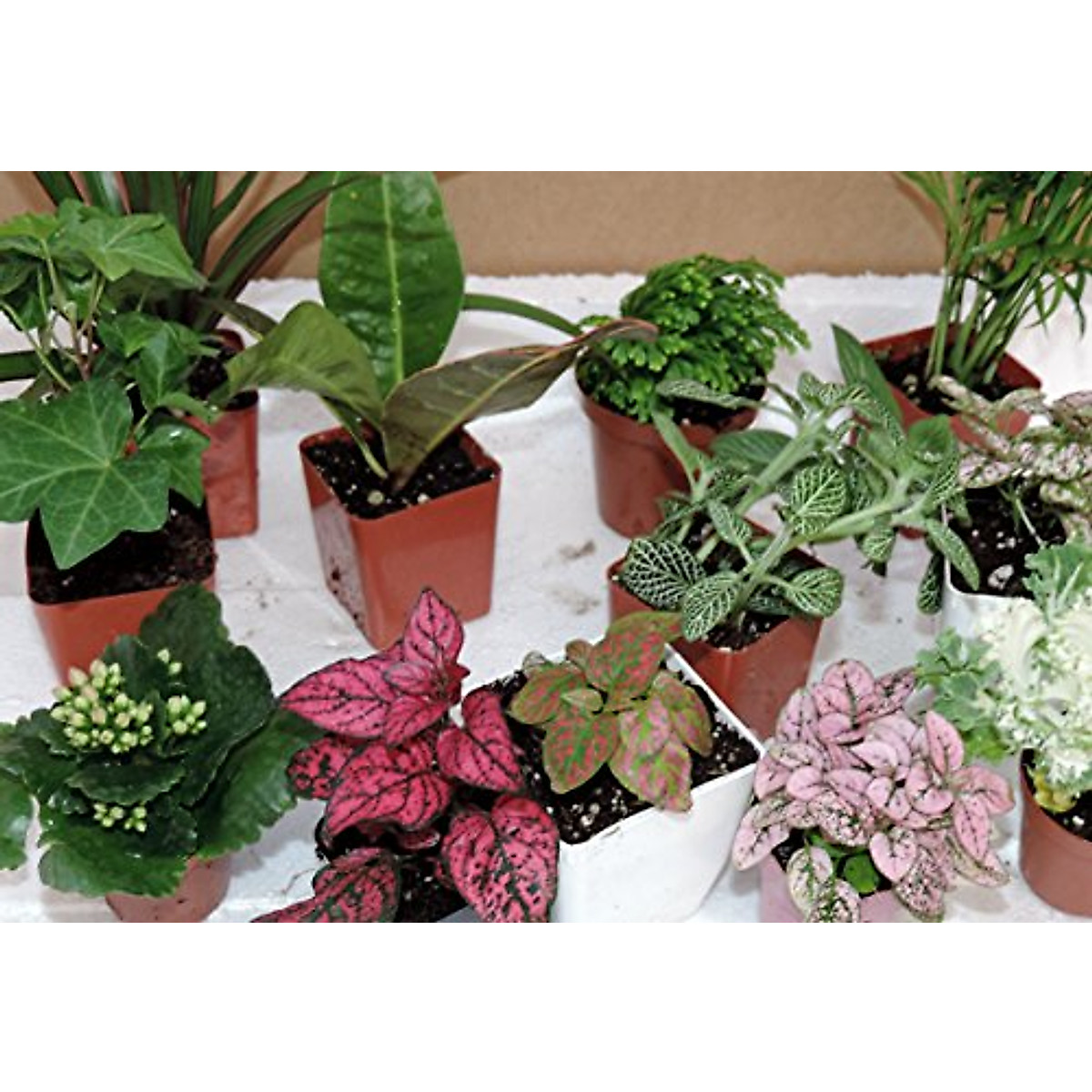 Terrarium & Fairy Garden Plants -3 Plants in 2.5" pots unique-jmbamboo