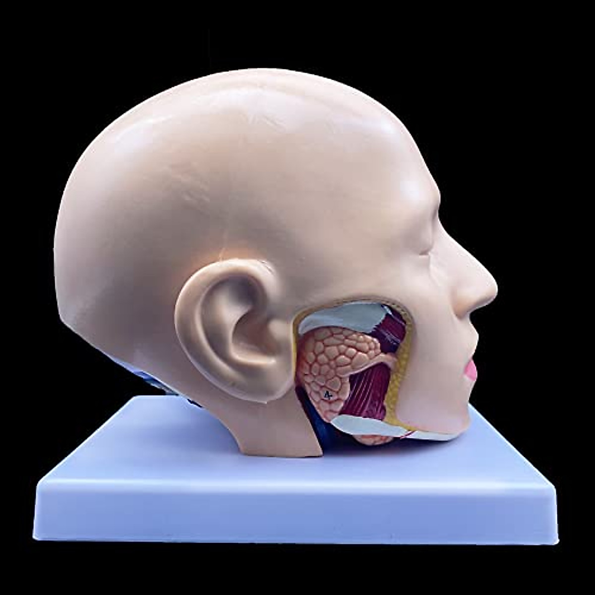 XINDAM Human Head Anatomical Model 4-Part Life-Size Head Brain Cross Section Anatomy for Science Classroom Education Study Teaching Display