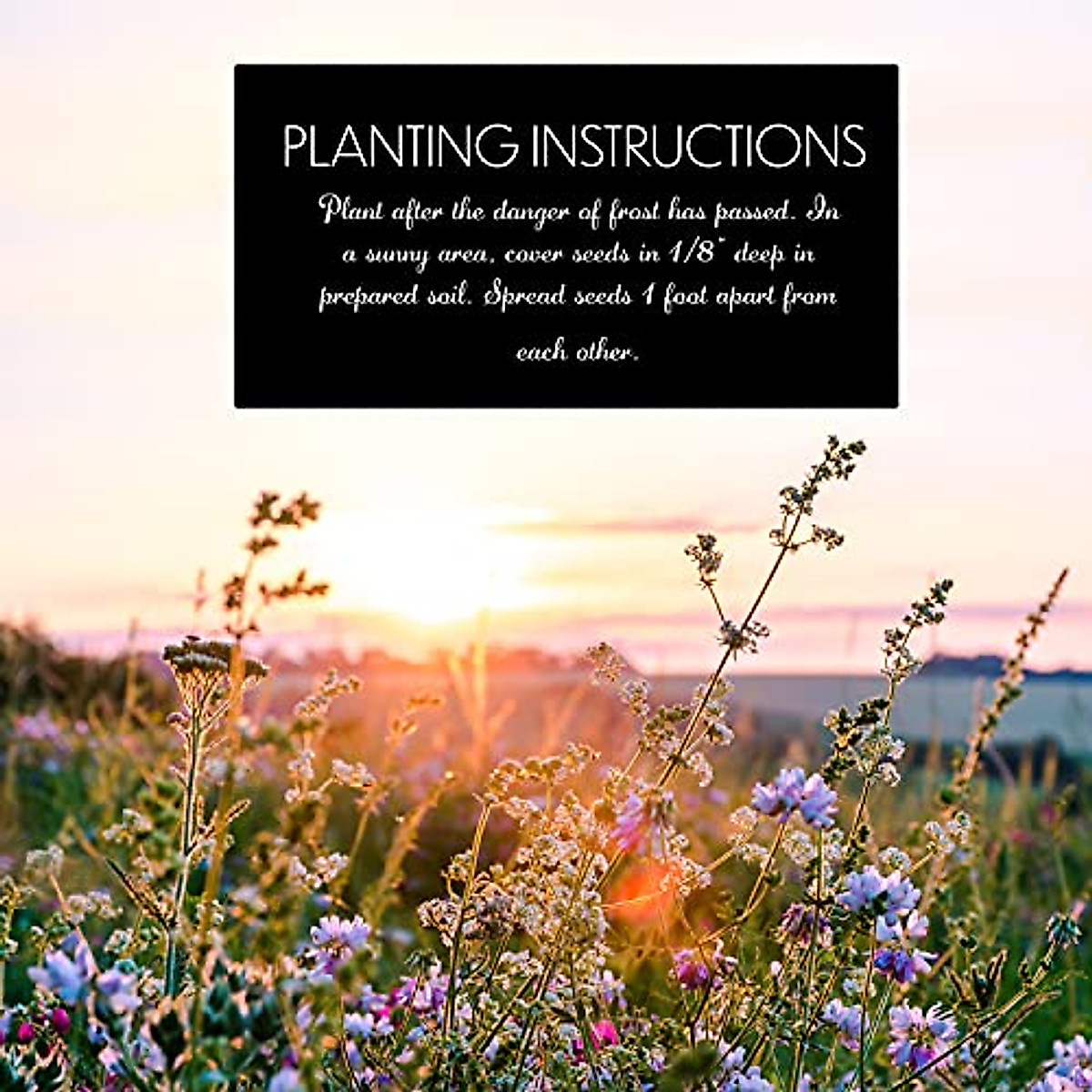 Funeral Favors Forget Me Not Memorial Seed Packets - 50 Individual Seed Packets - Celebration of Life