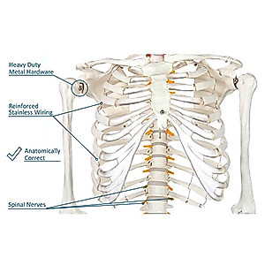 Anatomy Skeleton Model, Adult Human Anatomical Skeletal Model - Made for Students, Teachers, Medical Professionals - Includes Bone Anatomy Numbering Guide, Dust Cover & Stand - Made by Axis Scientific