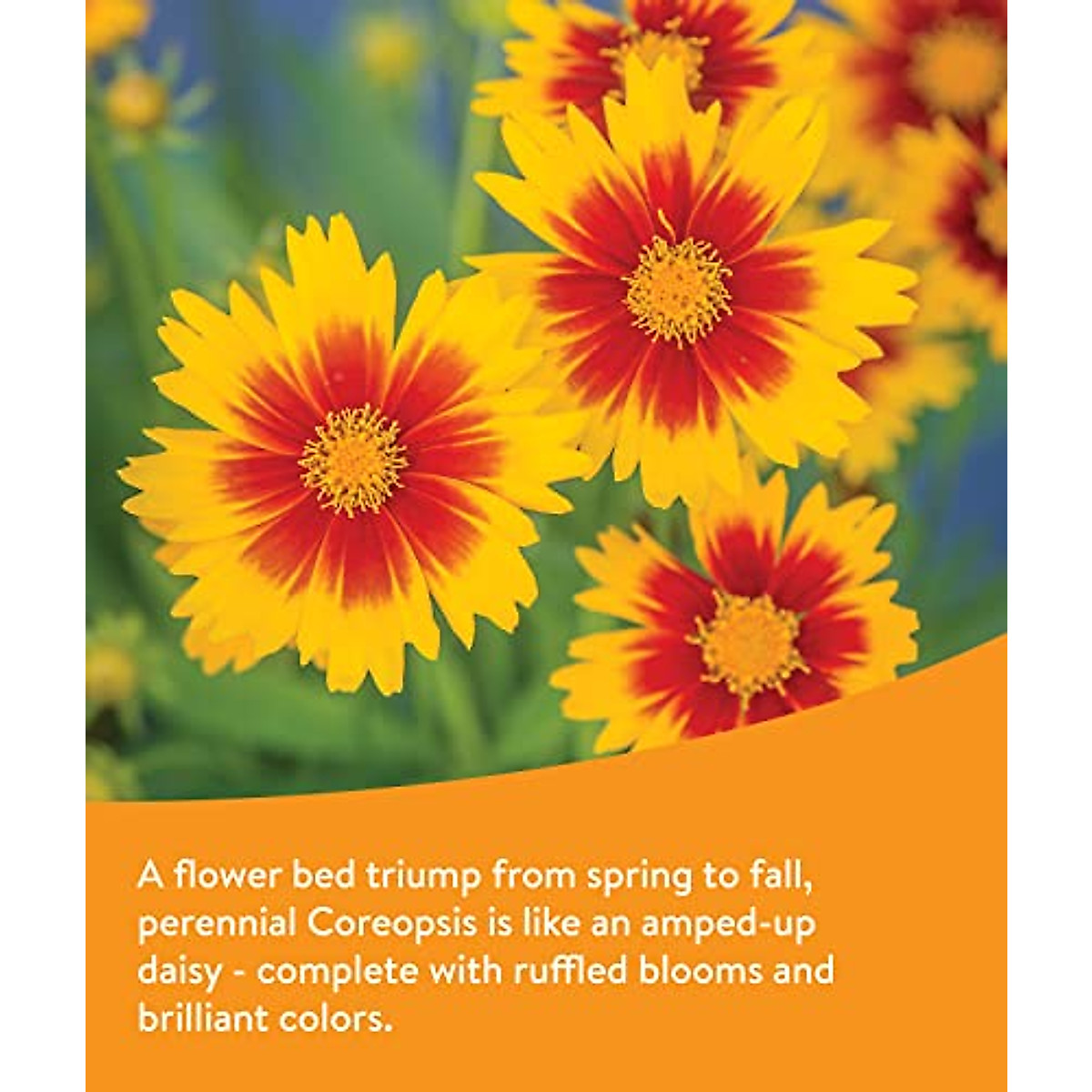 Burpee Wildflower Seed Mix for Pollinators