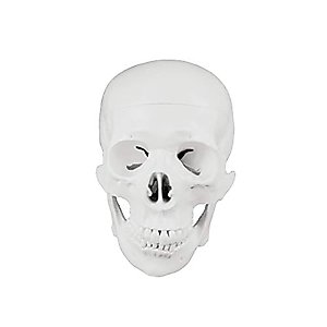 Vision Scientific VAS220-CC0 Life Size, Total Disarticulated Skeleton | Bones & Osteological Features Numbered for Identification | 3-Part Skull | Key to Numbered Structures W Manual & Carrying Case
