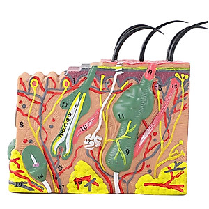 Skin Model - 35X Enlarged Anatomical Model - Human Skin Anatomy Model - for Science Class, Anatomic Office, and Science Study, Education