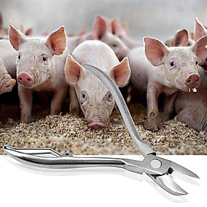 Piglet Teeth Cutter, 12cm/4.7in Stainless Steel Tooth Cutter Scissor Pig Tooth Nipper Piglets Teeth Clipper